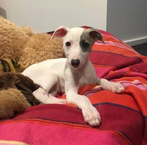 15 Photos Of Adorable Whippet Puppies That Make Everyone Fall In Love ...