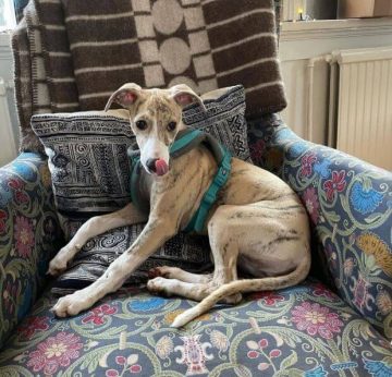 15 Photos Of Adorable Whippet Puppies That Make Everyone Fall In Love ...
