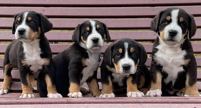 15 Adorable Photos Of Greater Swiss Mountain Dog Puppies With Pure ...