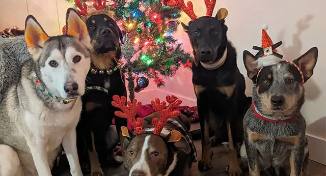 15 Adorable Pictures Of Dogs Getting Ready For Christmas ...
