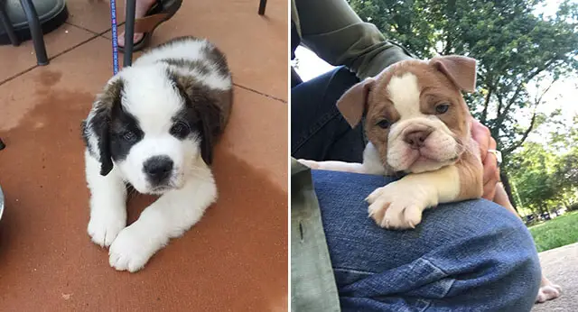 15 Adorable Pictures Of Dogs With Big Paws - ilovedogscute.com