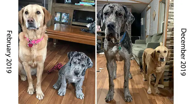 15 Funny Pictures Of Dogs In The Then And Now Challenge - ilovedogscute.com