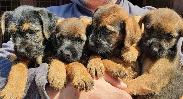 15 Photos Of Border Terrier Puppies That Make Everyone Fall In Love ...