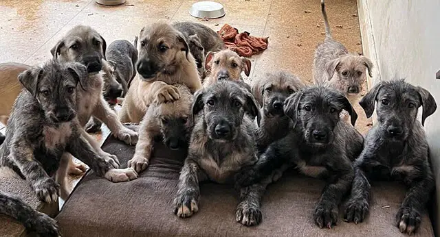 15 Photos Of Irish Wolfhound Puppies That Make Everyone's Heart Melt ...