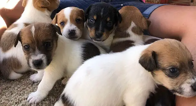 15 Photos Of Jack Russell Terrier Puppies That Make Everyone's Heart Melt - ilovedogscute.com