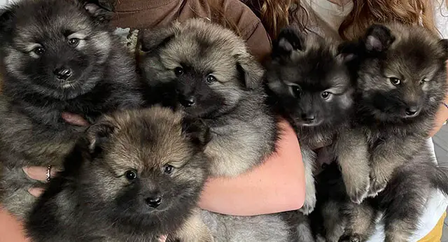15 Photos Of Keeshond Puppies That Make Everyone's Heart Melt - ilovedogscute.com
