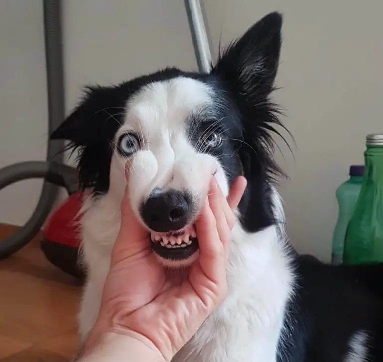 15 Hilarious Pictures Of Border Collie Teefs - ilovedogscute.com