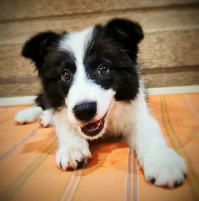 15 Adorable Pictures Of Border Collies In The Close Up Challenge ...