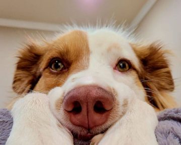 15 Adorable Pictures Of Border Collies In The Close Up Challenge ...