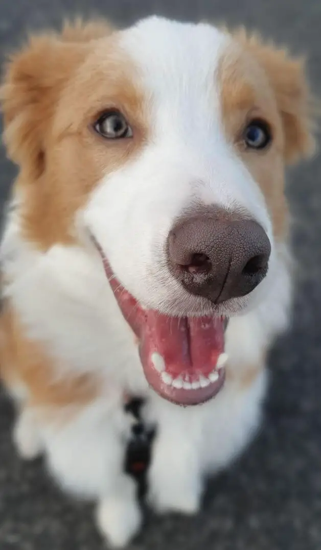 15 Adorable Pictures Of Border Collies In The Close Up Challenge ...