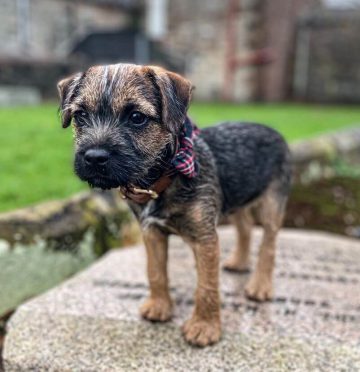 15 Photos Of Border Terrier Puppies That Make Everyone Fall In Love ...