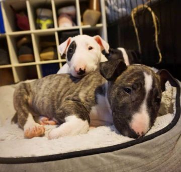 15 Photos Of Bull Terrier Puppies That Make Everyone's Heart Melt ...