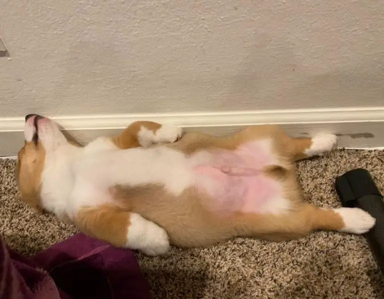 15 Hilarious Pictures of Corgis With Unique Sleeping Positions ...