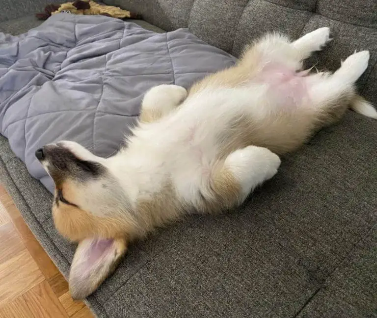 15 Hilarious Pictures of Corgis With Unique Sleeping Positions ...