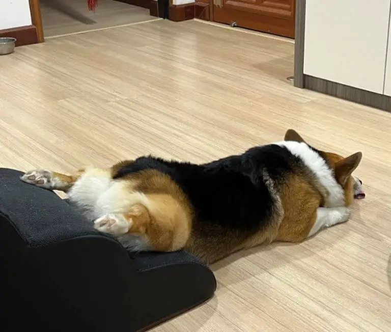 15 Hilarious Pictures of Corgis With Unique Sleeping Positions ...
