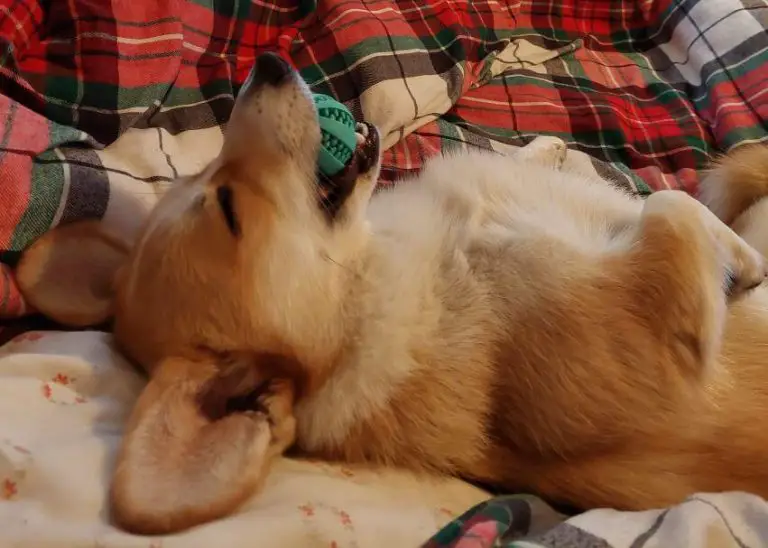 15 Hilarious Pictures of Corgis With Unique Sleeping Positions ...