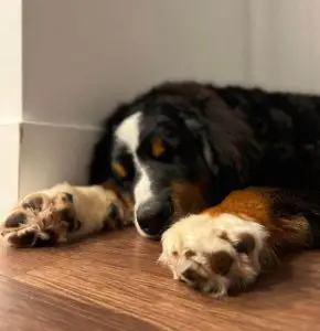 15 Adorable Pictures Of Dogs With Big Paws - ilovedogscute.com