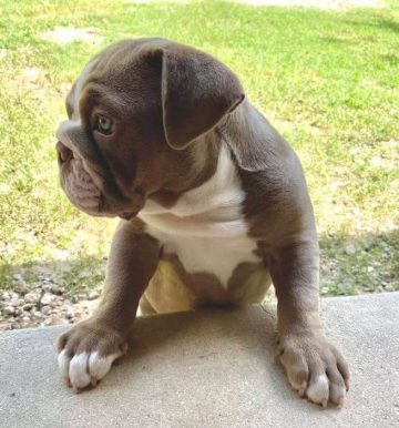 15 Adorable Pictures Of Dogs With Big Paws - ilovedogscute.com