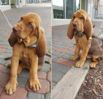 15 Adorable Pictures Of Dogs With Big Paws - ilovedogscute.com