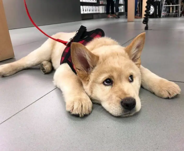 15 Adorable Pictures Of Dogs With Big Paws - ilovedogscute.com