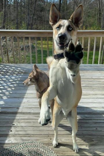 15 Adorable Pictures Of Dogs With Big Paws - ilovedogscute.com