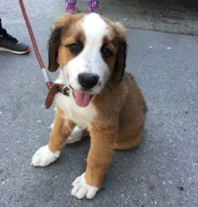 15 Adorable Pictures Of Dogs With Big Paws - ilovedogscute.com