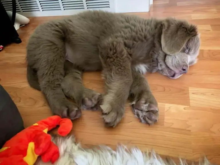 15 Adorable Pictures Of Dogs With Big Paws - ilovedogscute.com