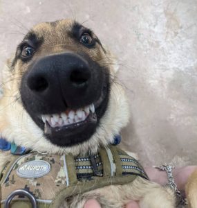 15 Hilarious Pictures Of German Shepherds With Funny Smiles ...