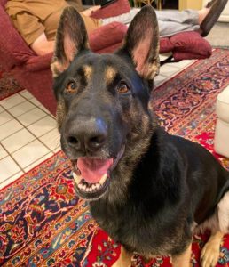 15 Hilarious Pictures Of German Shepherds With Funny Smiles ...