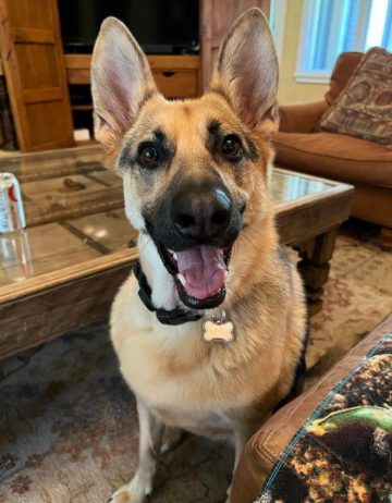 15 Hilarious Pictures Of German Shepherds With Funny Smiles ...