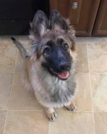 15 Hilarious Pictures Of German Shepherds With Funny Smiles ...