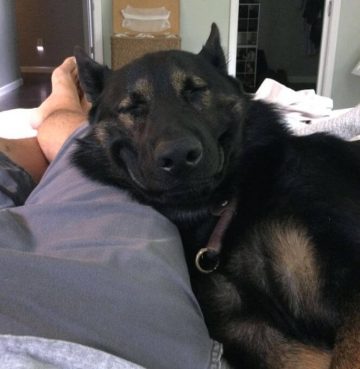 15 Hilarious Pictures Of German Shepherds With Funny Smiles ...
