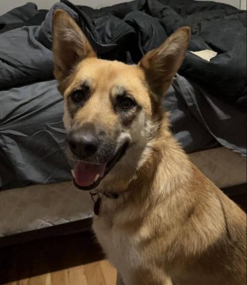 15 Hilarious Pictures Of German Shepherds With Funny Smiles ...