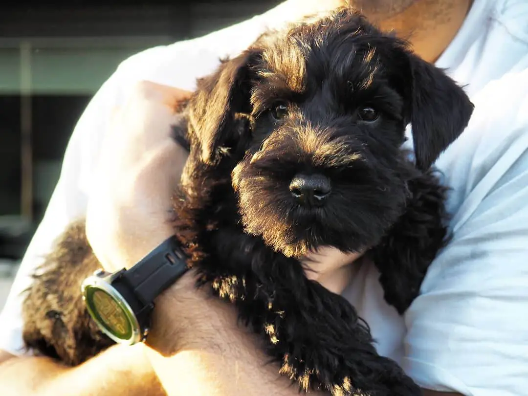 15 Photos Of Giant Schnauzer Puppies That Make Everyone Fall In Love ...