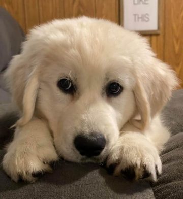 15 Adorable Pictures Of Golden Retrievers With Puppy Eyes ...