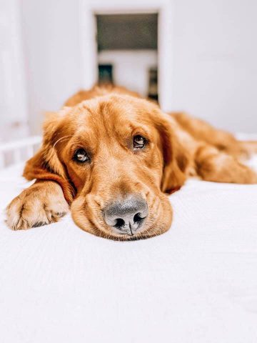 15 Adorable Pictures Of Golden Retrievers With Puppy Eyes ...