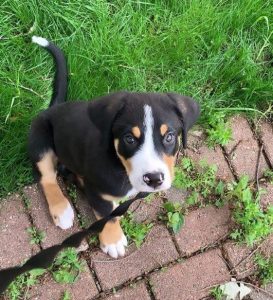 15 Adorable Photos Of Greater Swiss Mountain Dog Puppies With Pure ...