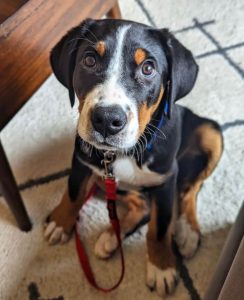 15 Adorable Photos Of Greater Swiss Mountain Dog Puppies With Pure ...