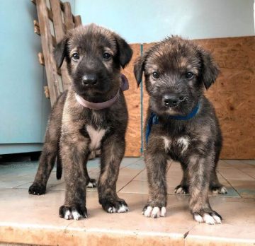15 Photos Of Irish Wolfhound Puppies That Make Everyone's Heart Melt ...