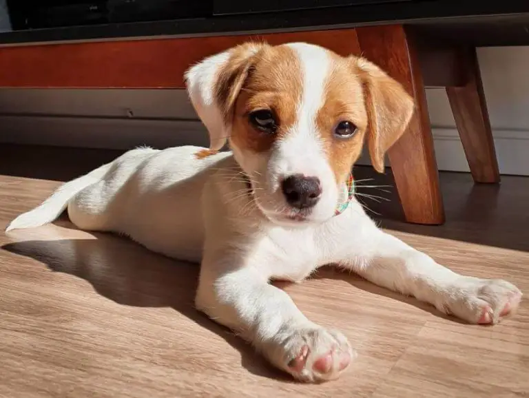 15 Photos Of Jack Russell Terrier Puppies That Make Everyone's Heart Melt - ilovedogscute.com