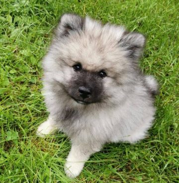 15 Photos Of Keeshond Puppies That Make Everyone's Heart Melt ...
