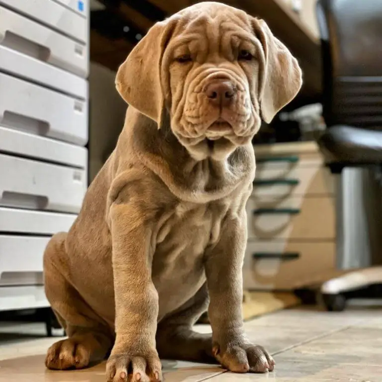 15 Photos Of Neapolitan Mastiff Puppies That Make Everyone's Heart Melt ...