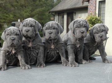 15 Photos Of Neapolitan Mastiff Puppies That Make Everyone's Heart Melt ...
