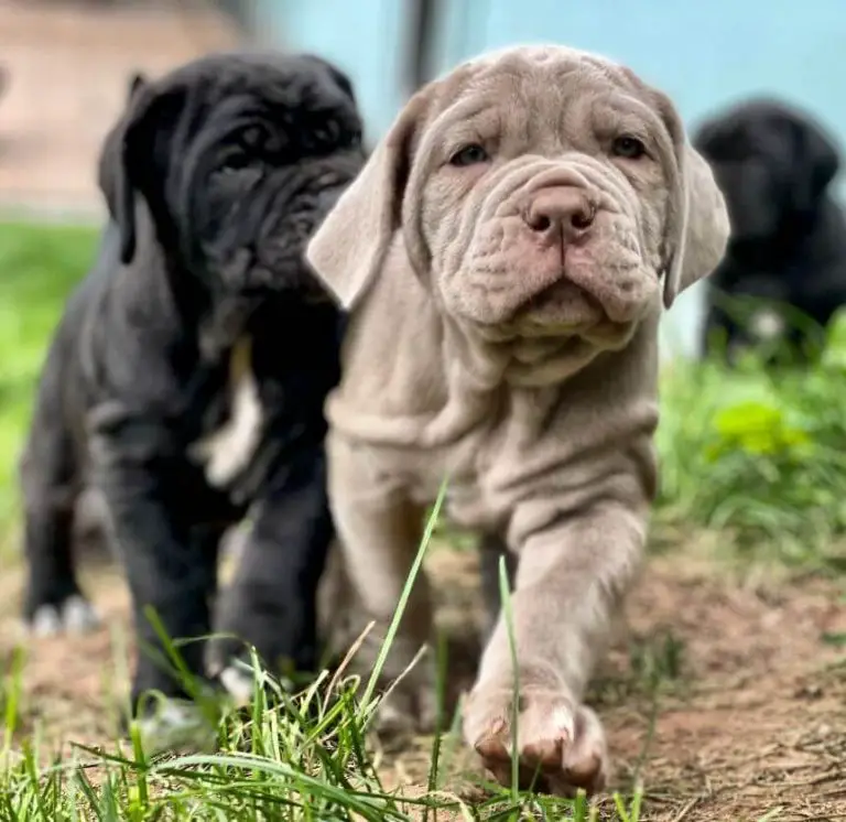 15 Photos Of Neapolitan Mastiff Puppies That Make Everyone's Heart Melt ...