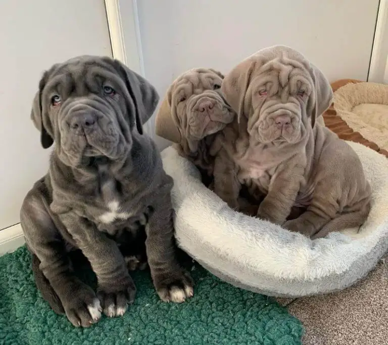15 Photos Of Neapolitan Mastiff Puppies That Make Everyone's Heart Melt ...