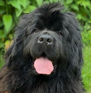 15 Funny Pictures Of Newfoundlands With Happy Smiles - ilovedogscute.com