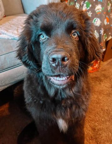 15 Funny Pictures Of Newfoundlands With Happy Smiles - ilovedogscute.com