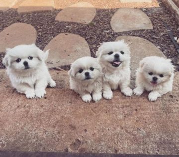 15 Photos Of Pekingese Puppies That Make Everyone Fall In Love ...