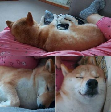 15 Adorable Pictures Of Shiba Inus In The Sleeping Dog Challenge ...
