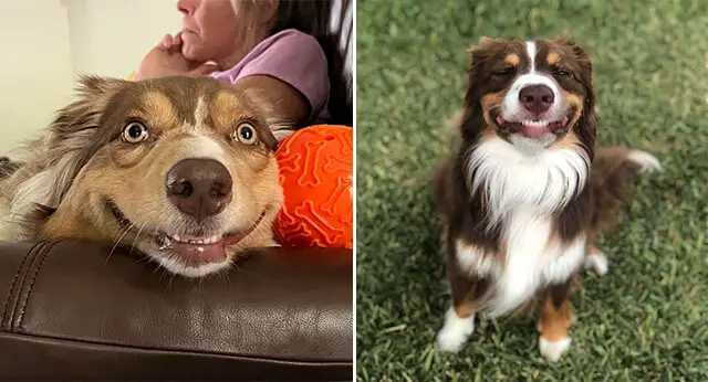 15 Adorable Pictures Of Australian Shepherds With Happy Smiles ...